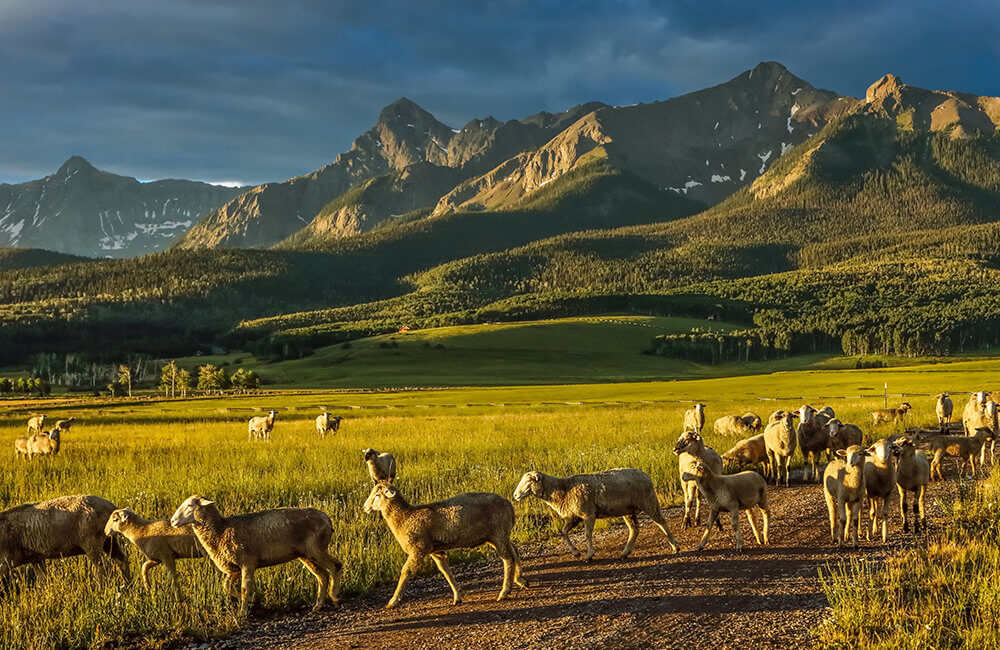 WildEarth Guardians v. U.S. Forest Service - Mountain States Legal ...